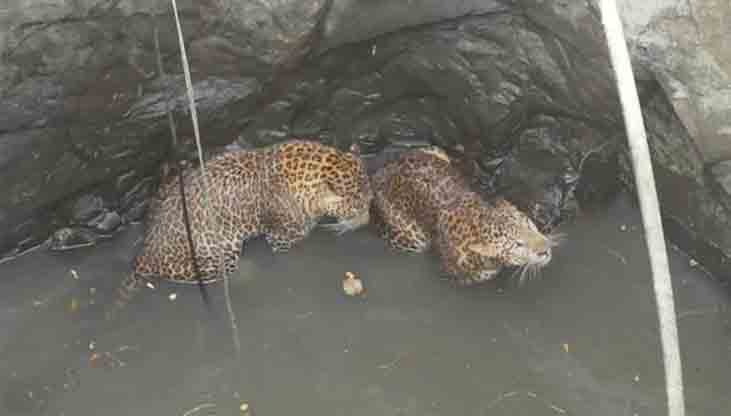 Rebut kawasan sampai tergolek dalam perigi - Sabah Post