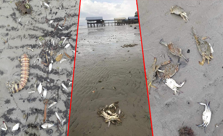 Jangan Makan Kerang-Kerangan Kuala Penyu - Sabah Post