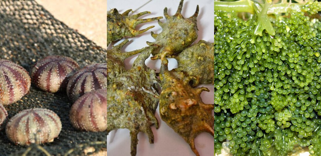 5 Makanan Tradisional Kaum Bajau Di Sabah Yang Mungkin Anda Suka ...