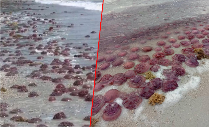 (VIDEO) “Spesies & Rupa Pelik,” Ribuan Obor-Obor Merah ‘Banjiri’ Pantai ...