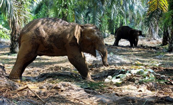 Gajah Musnahkan 7,584 Pokok Sawit Peneroka Felda Sahabat - Sabah Post