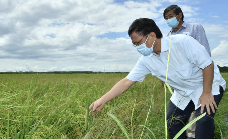 Penanaman Padi Sabah Perlu Di Perkasakan, Jangan Ulangi Kegagalan Di ...
