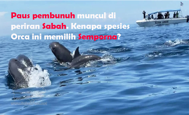 Paus Pembunuh Muncul Di Perairan Sabah, Kenapa Spesies Orca Ini Memilih ...