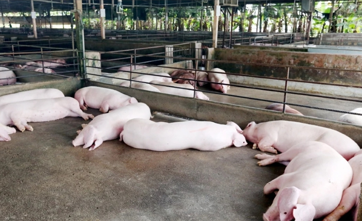 930 Babi Mati Akibat Demam Babi Afrika Di Sabah Dilupuskan - Sabah Post