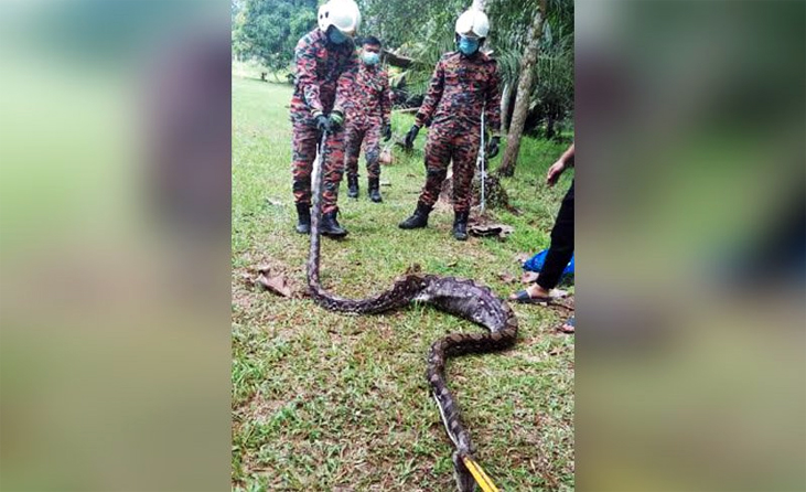 Ular sawa Ditangkap Selepas Kekenyangan Telan Kambing - Sabah Post