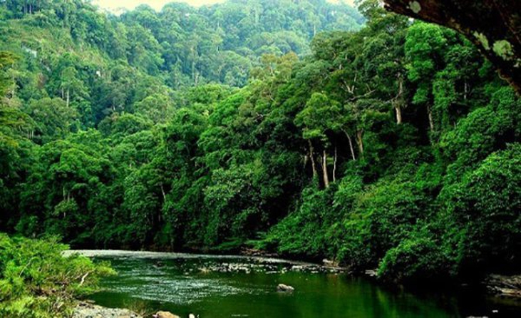 Penduduk Kampung Di Sabah Berdepan Risiko Kehilangan ‘Syurga’ Hutan ...