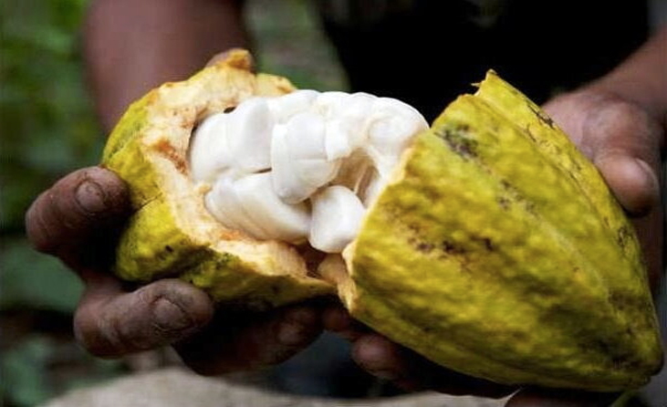 Sabah Pengeluar Utama Koko Di Malaysia - Sabah Post