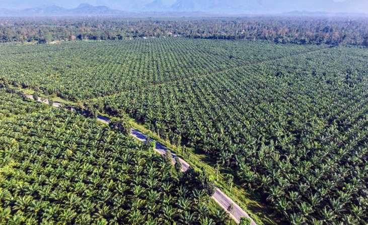 Sabah Kekal Pengeluar Minyak Sawit Serantau Penting Meski Hasil ...
