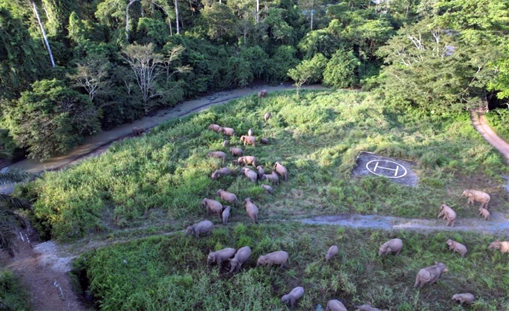 Kehadiran Ratusan Gajah Pigmi Di Rizab Hidupan Liar Tabin Gamit ...