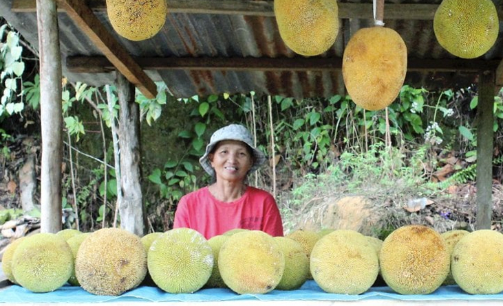 Tarap Subur Di Tanah Borneo - Sabah Post