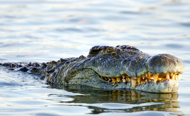 Lelaki Disambar Buaya Ketika Melalui Jambatan Di Sandakan - Sabah Post