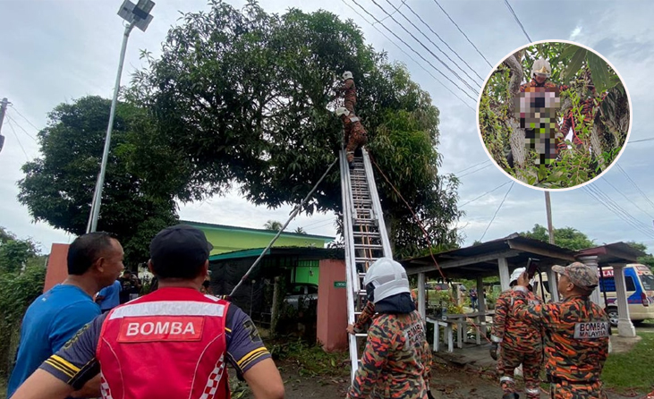 Lelaki Maut Terkena Renjatan Elektrik Ketika Kait Mangga Di Papar - Sabah Post